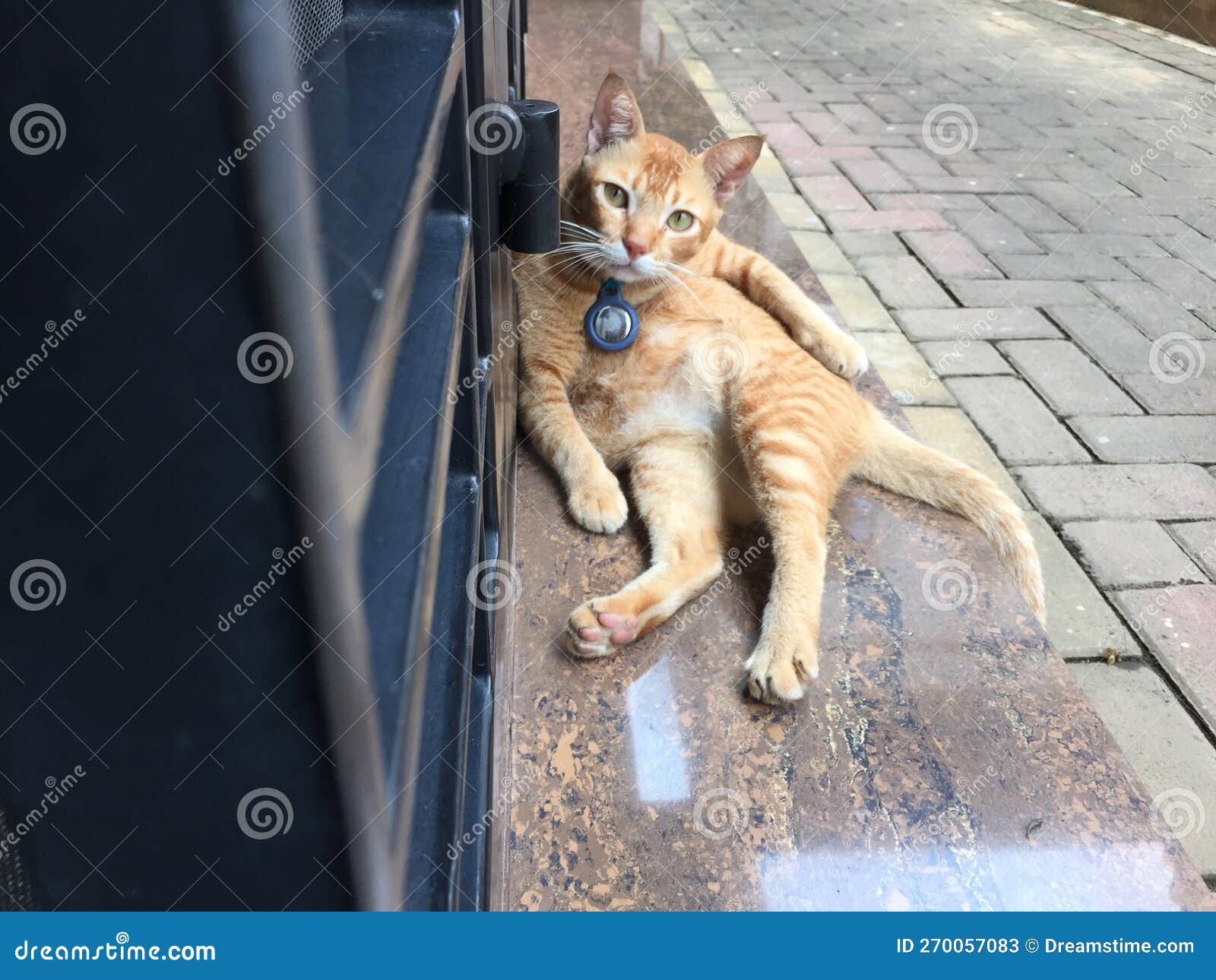 Cat with Tracking Apple Tag Collar Stock Image - Image of orange ...
