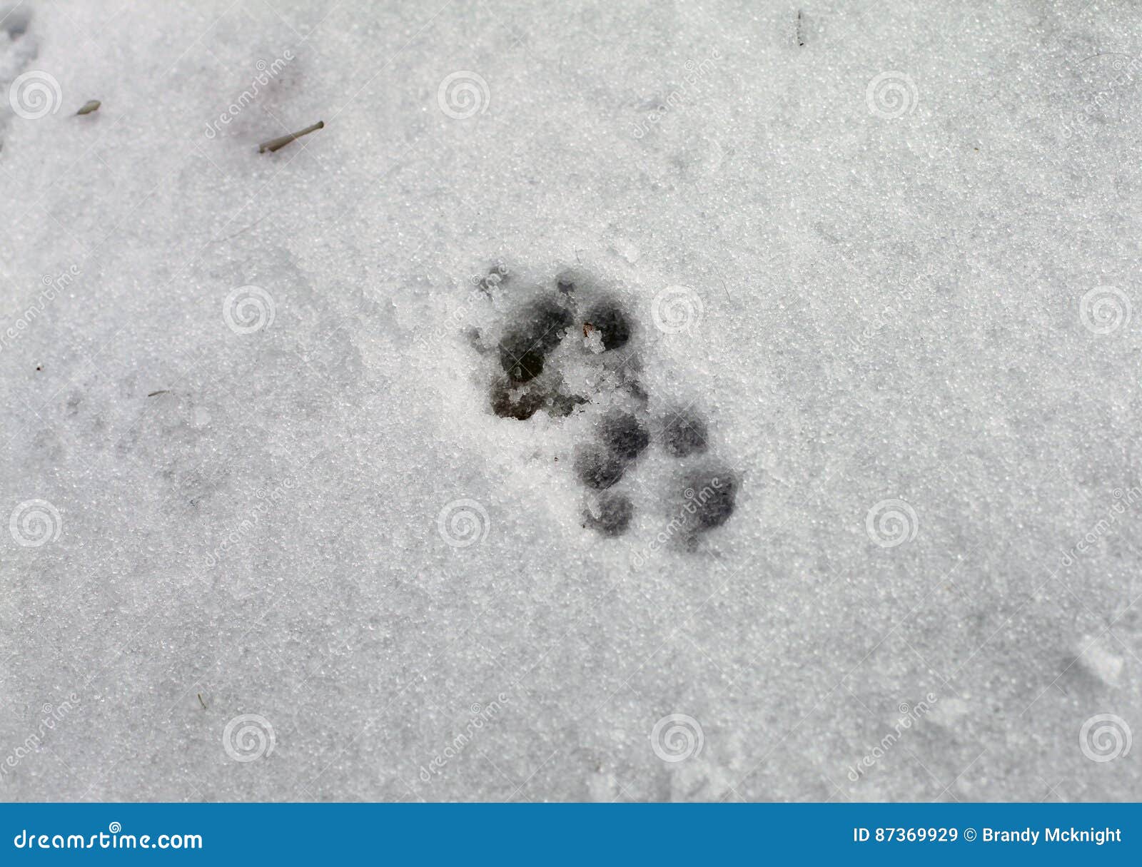 Cat Tracks stock image. Image of natural, feet, outline - 87369929