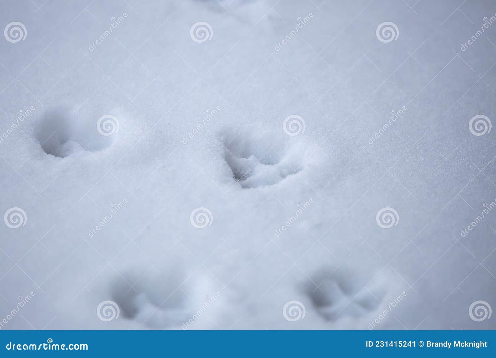 Cat Tracks in the Snow stock image. Image of outdoors - 231415241