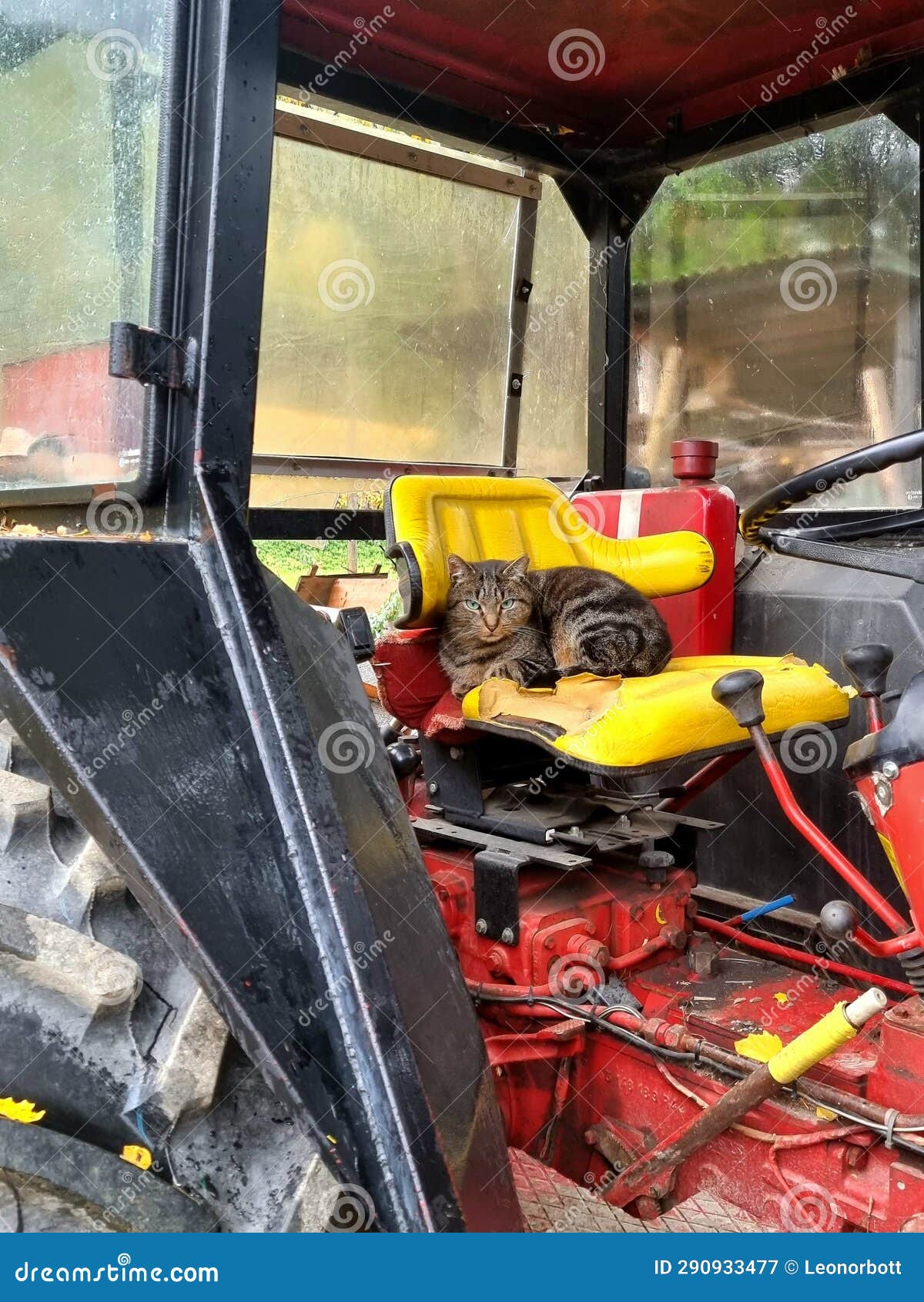 Cat in a tractor stock image. Image of farm, rural, switzerland - 290933477