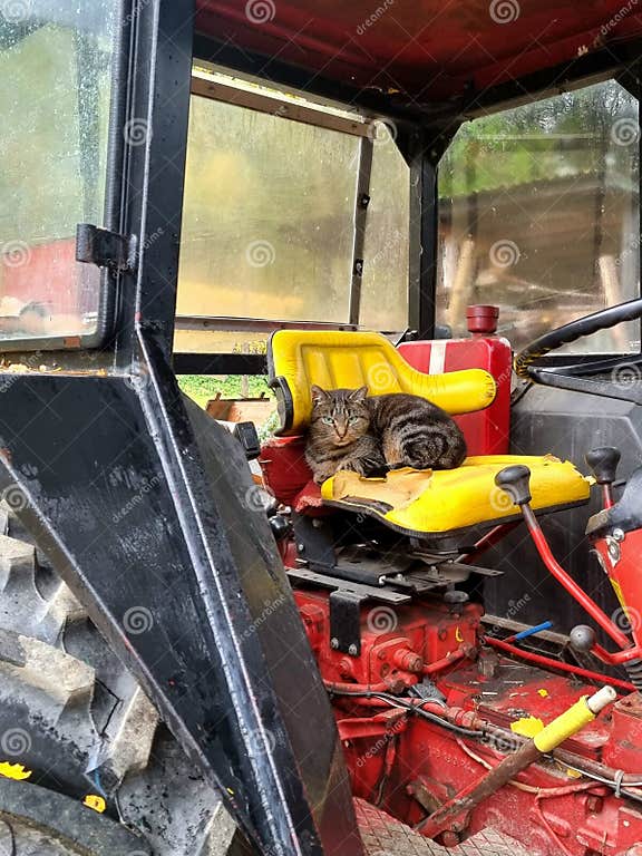 Cat in a tractor stock image. Image of farm, rural, switzerland - 290933477