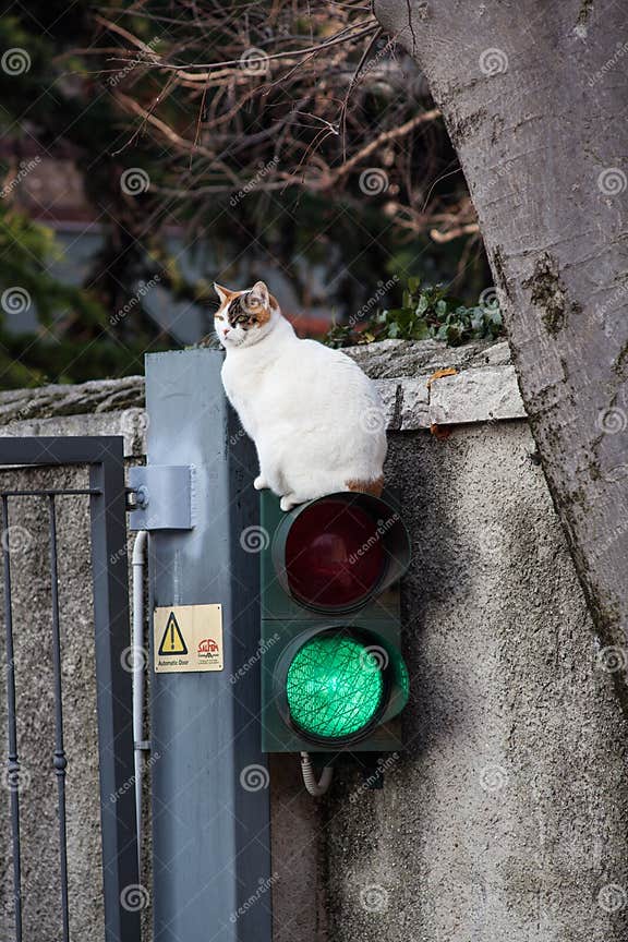 Cat on the traffic light stock photo. Image of signal - 92529186
