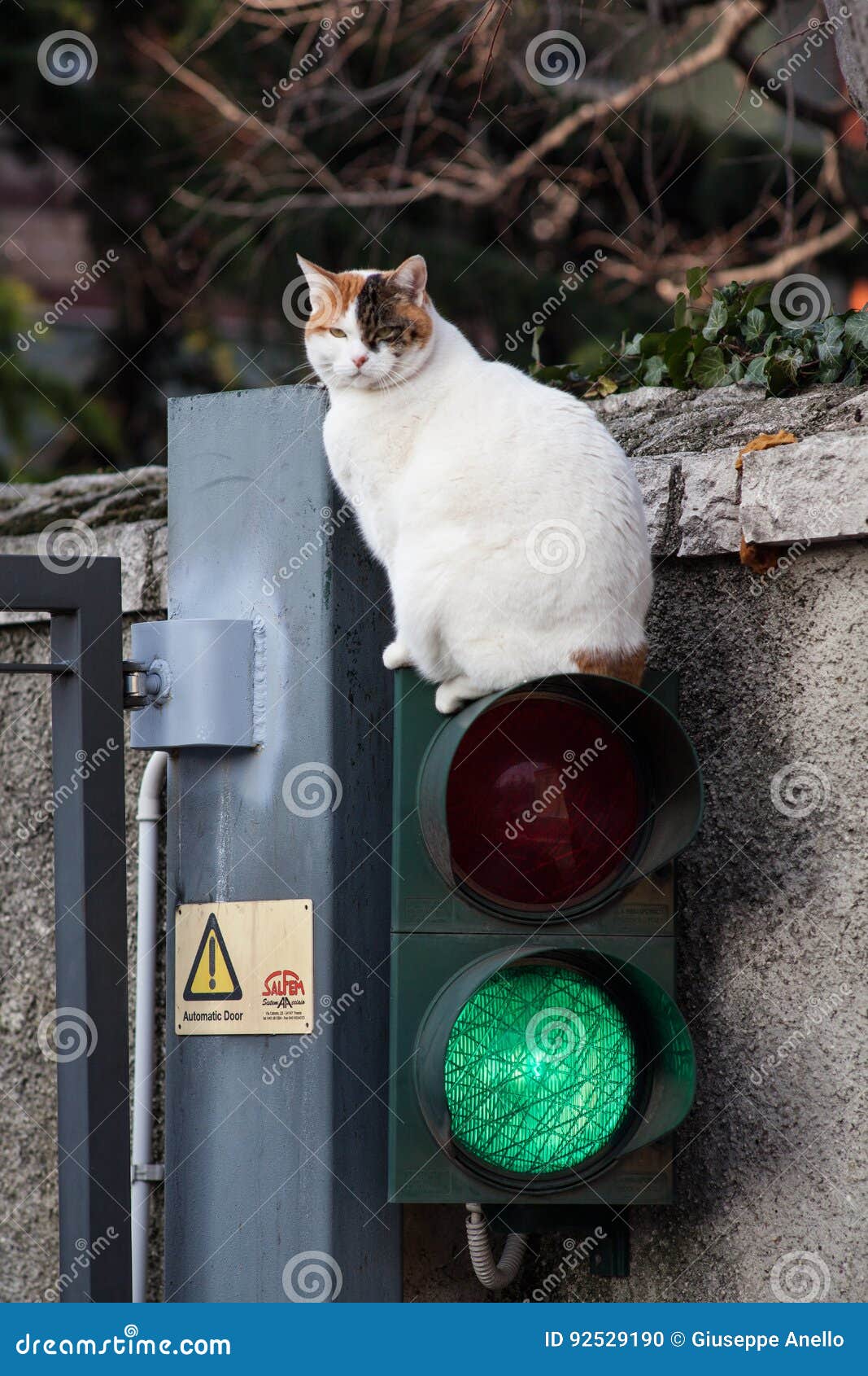 Cat on the traffic light stock photo. Image of animal - 92529190