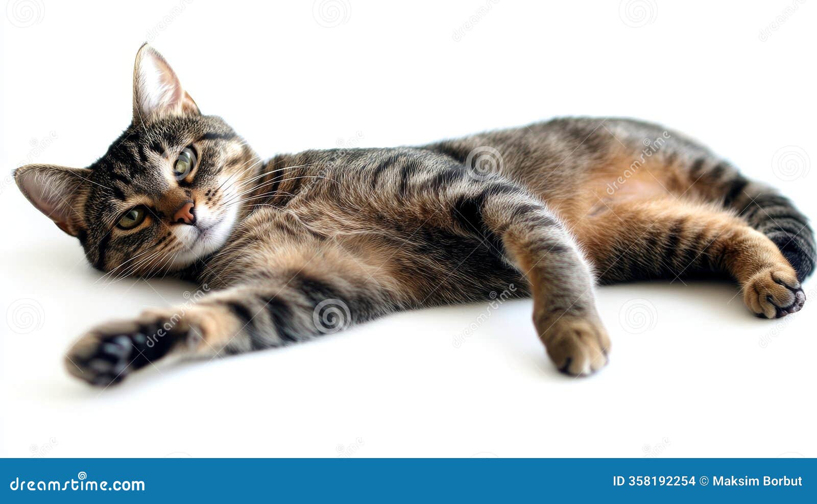Cat with Transparent Background. Stock Stock Photo - Image of small ...