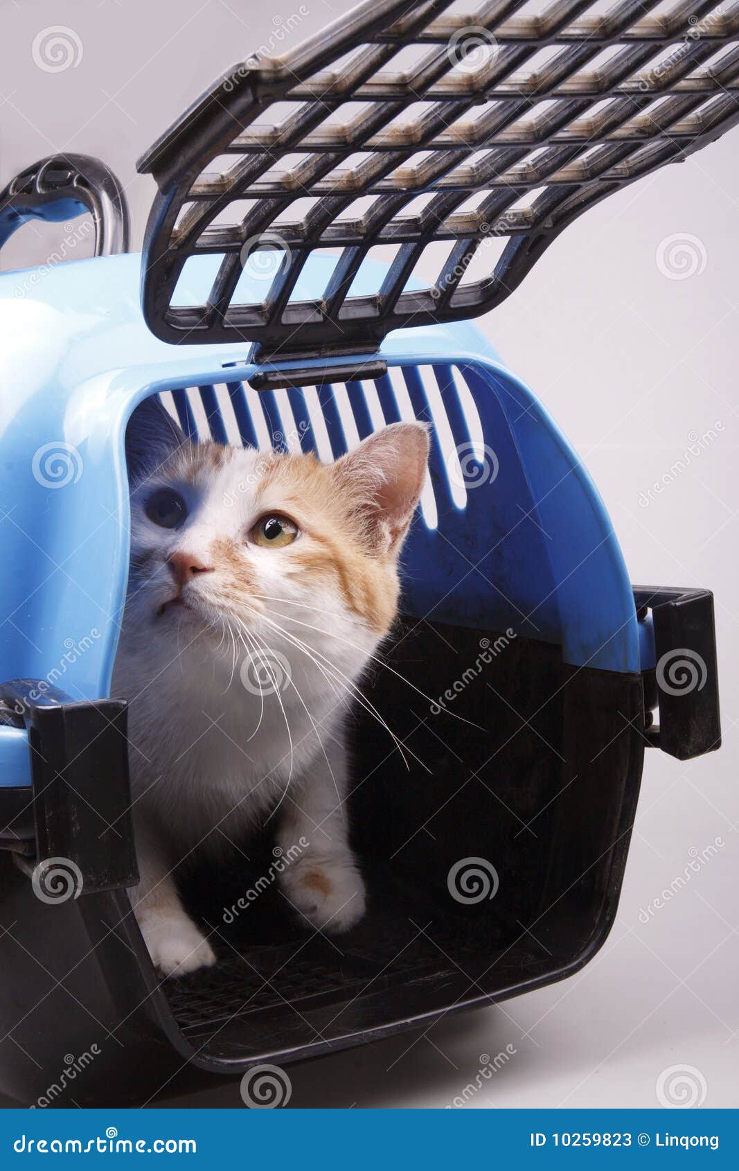 Cat in transport box stock image. Image of boxed, grey - 10259823