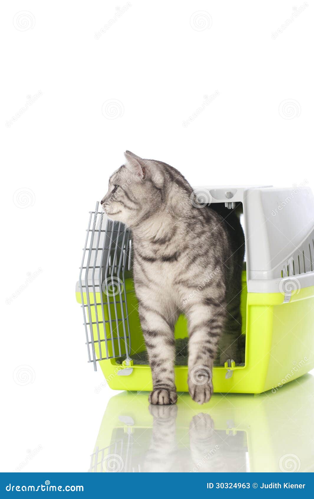 Cat with transport box stock image. Image of plastic - 30324963