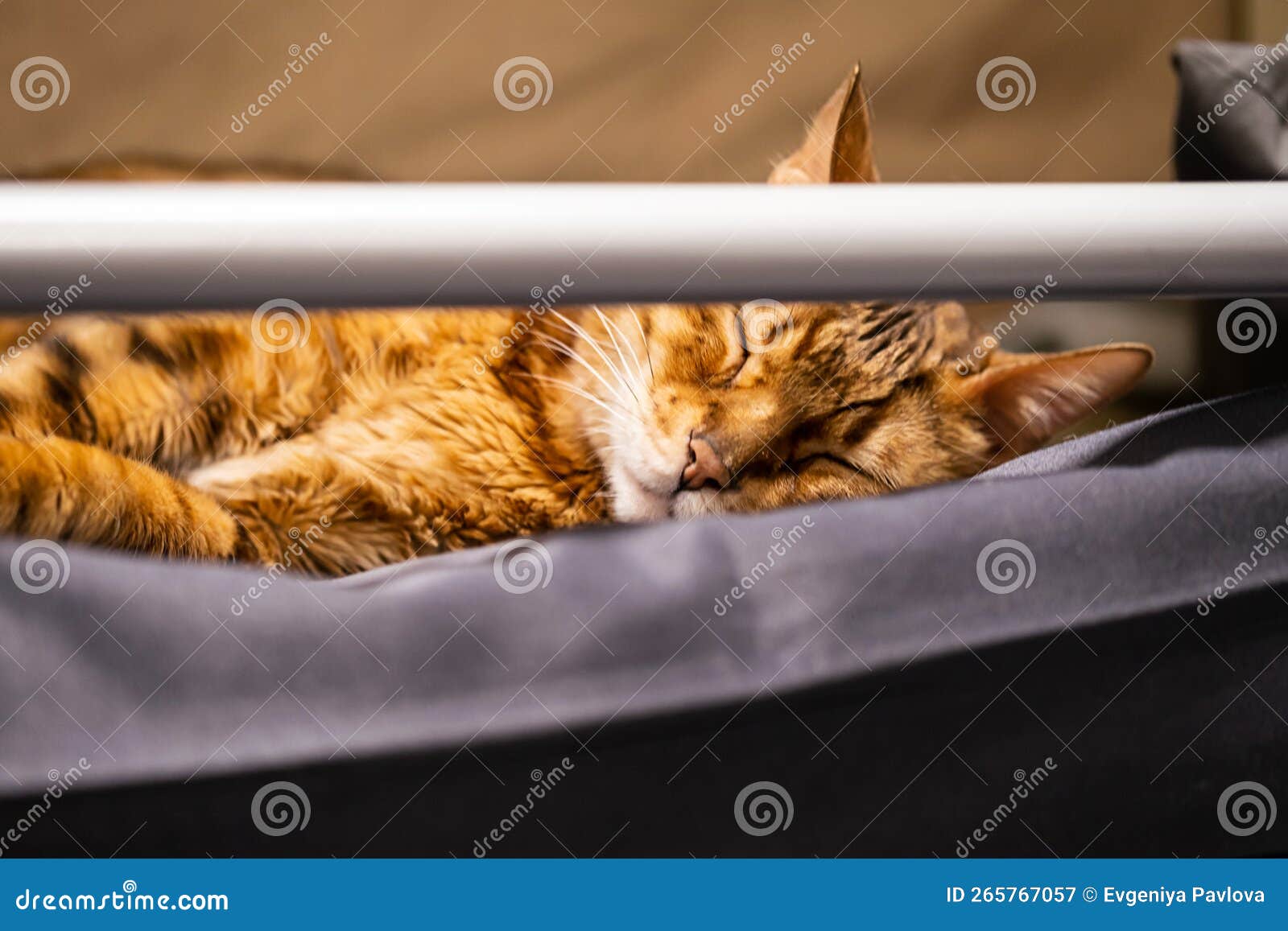 Cat Travelling by Train. Cute Cat Lying by Upper Berth Stock Image ...