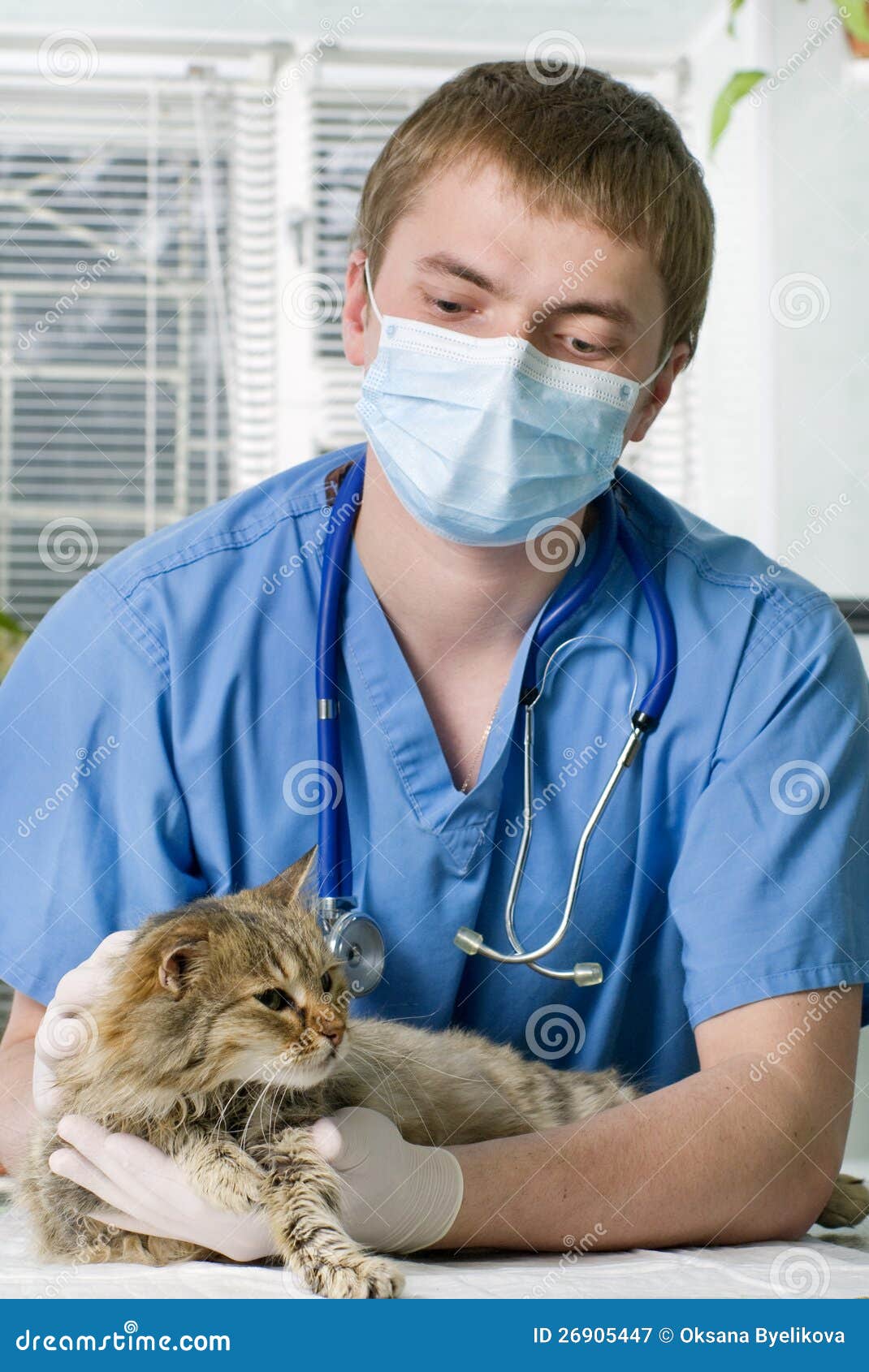 Cat Treated by Veterinarian Stock Image - Image of examining, care ...