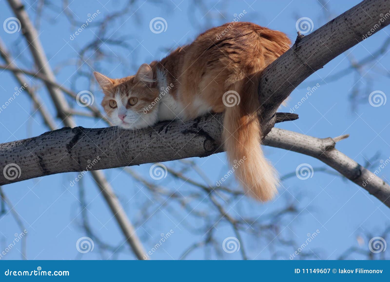 Cat on a tree stock image. Image of yellow, kitty, animal - 11149607