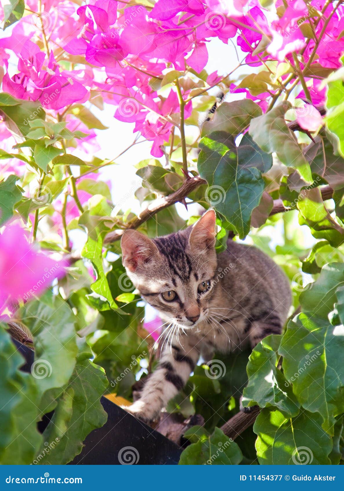 Cat in a tree stock image. Image of spotted, branch, paws - 11454377