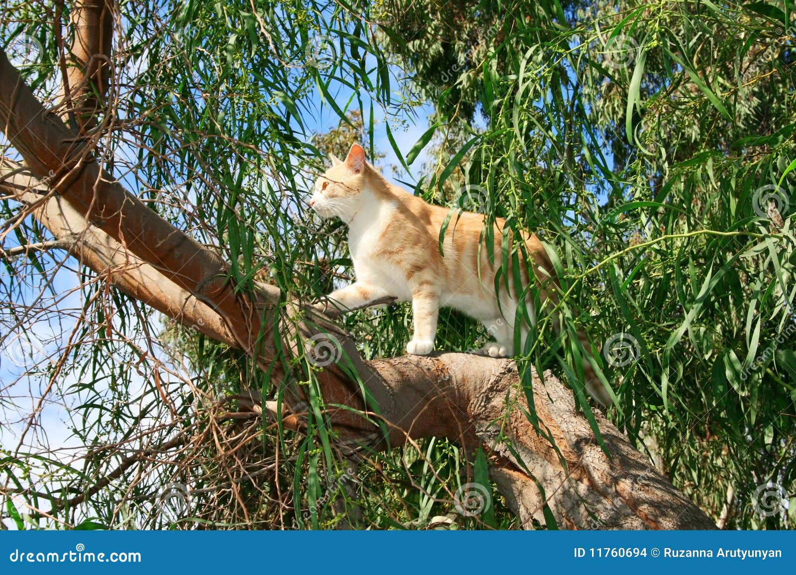 Cat on the tree stock photo. Image of tree, adorable - 11760694