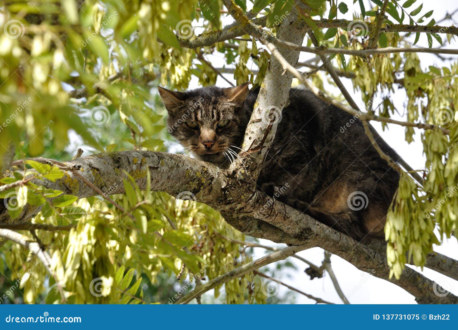 Cat in a tree stock image. Image of animal, mammal, feline - 137731075