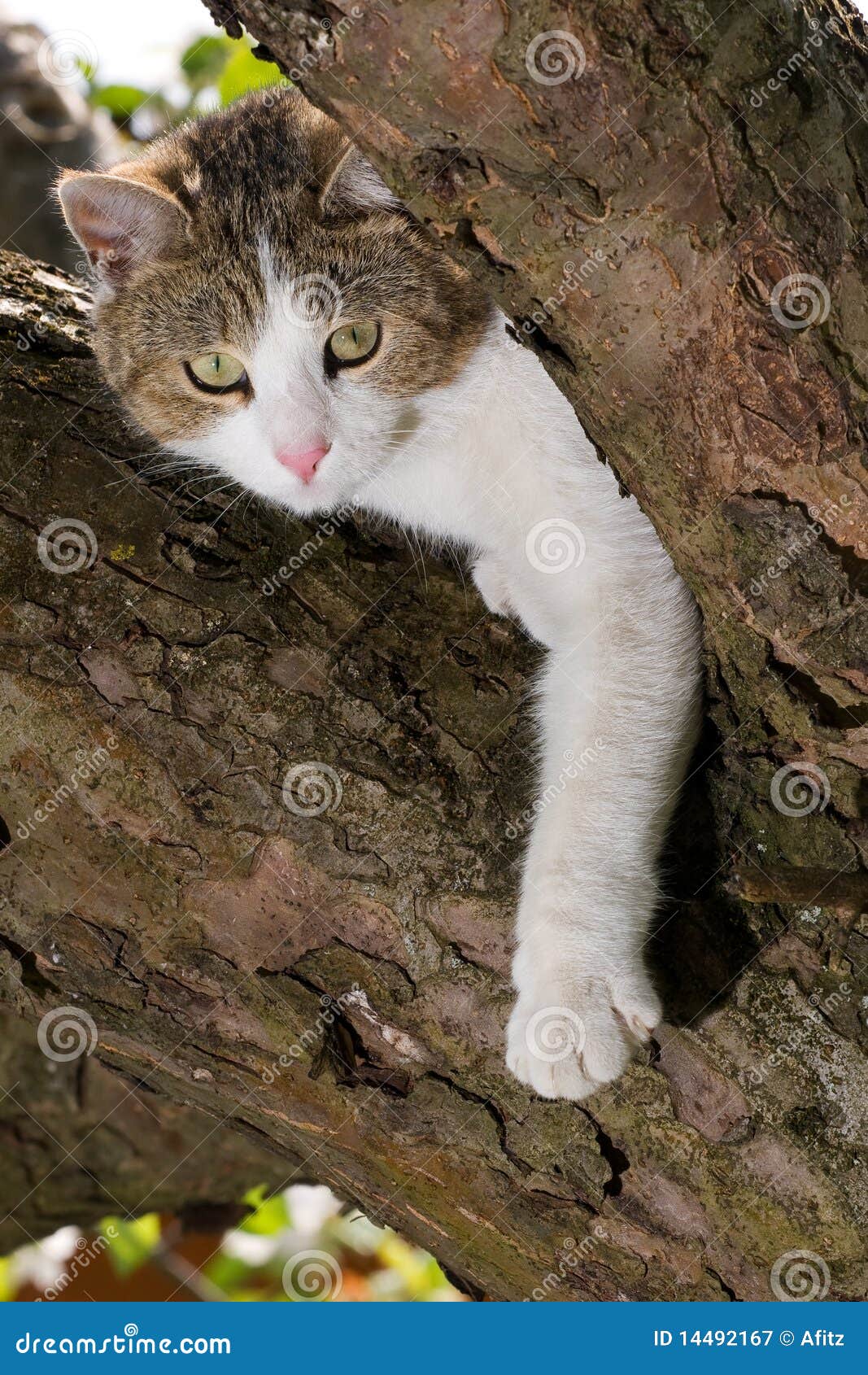 Cat on a tree stock image. Image of climbing, tree, cute - 14492167
