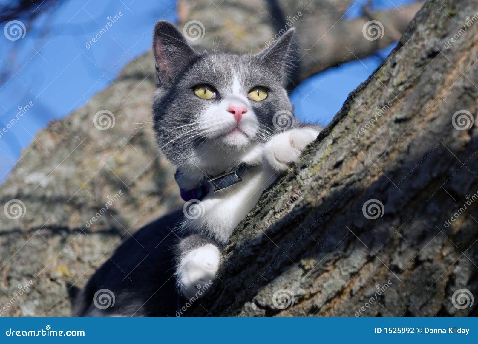 Cat in Tree stock photo. Image of feline, tree, bark, outdoors - 1525992