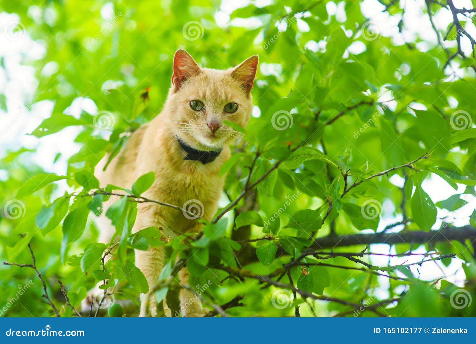 Cat on a tree stock image. Image of look, climb, nature - 165102177