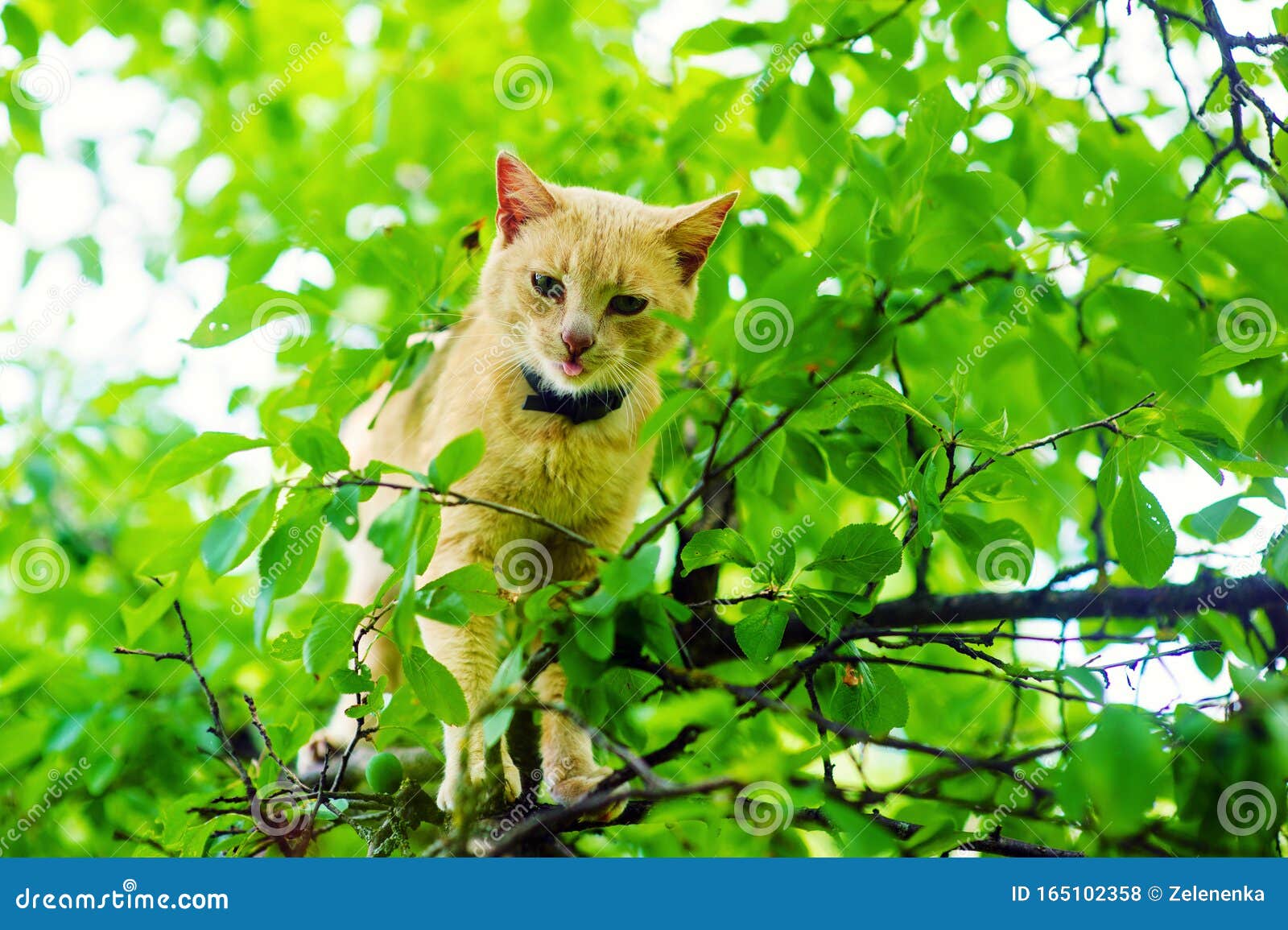 Cat on a tree stock photo. Image of mammal, climb, climbing - 165102358