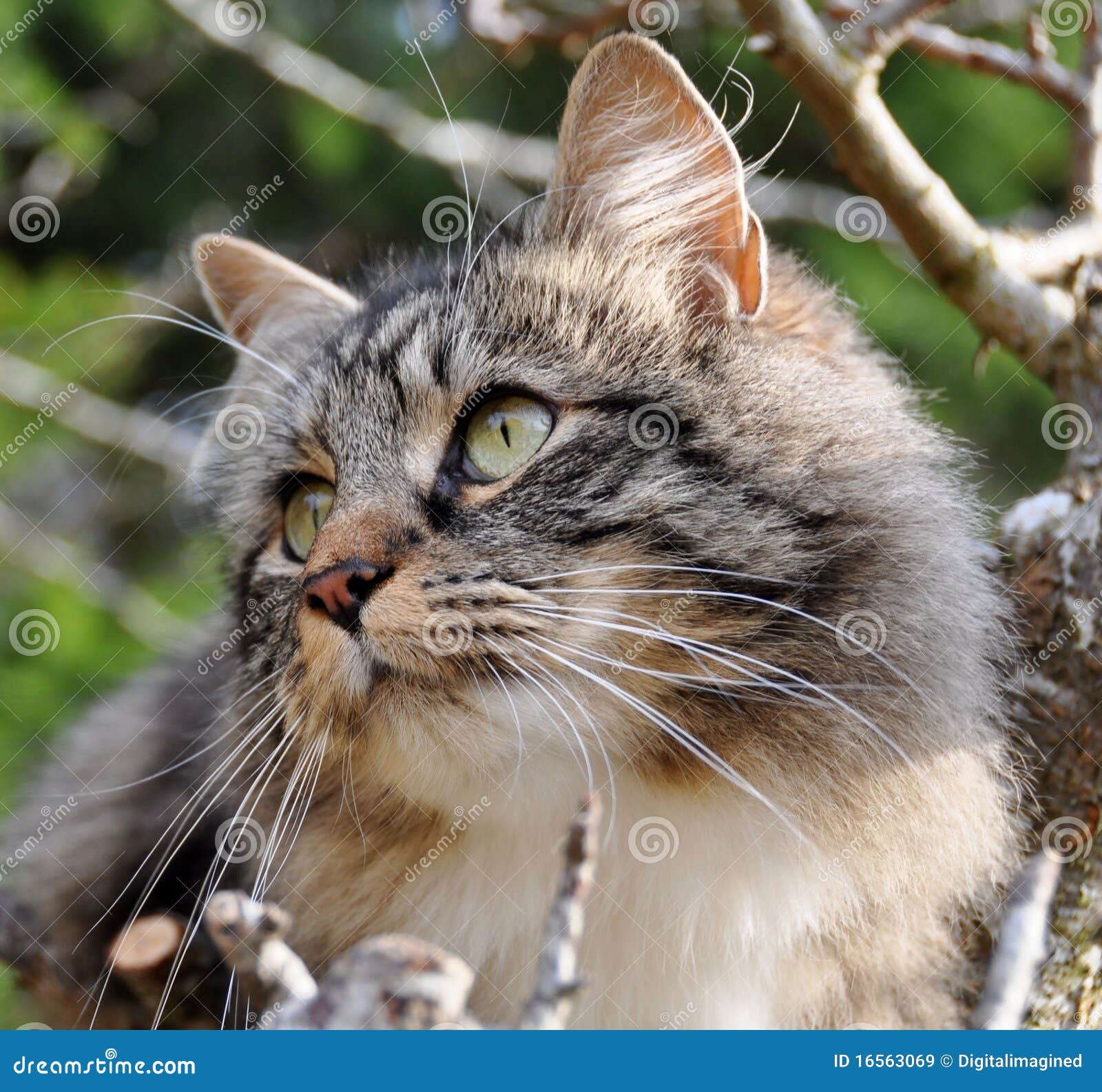 Cat in tree stock image. Image of feline, outdoor, nature - 16563069