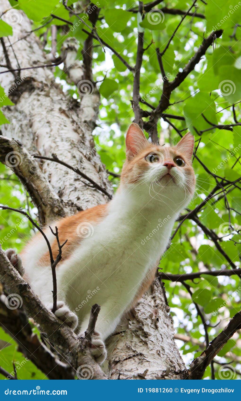 Cat on a tree stock photo. Image of orange, outdoor, spring - 19881260