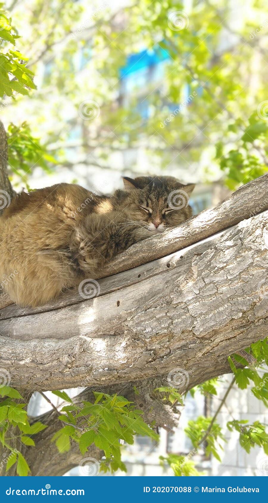 Cat on the tree stock photo. Image of tree, grass, kitten - 202070088