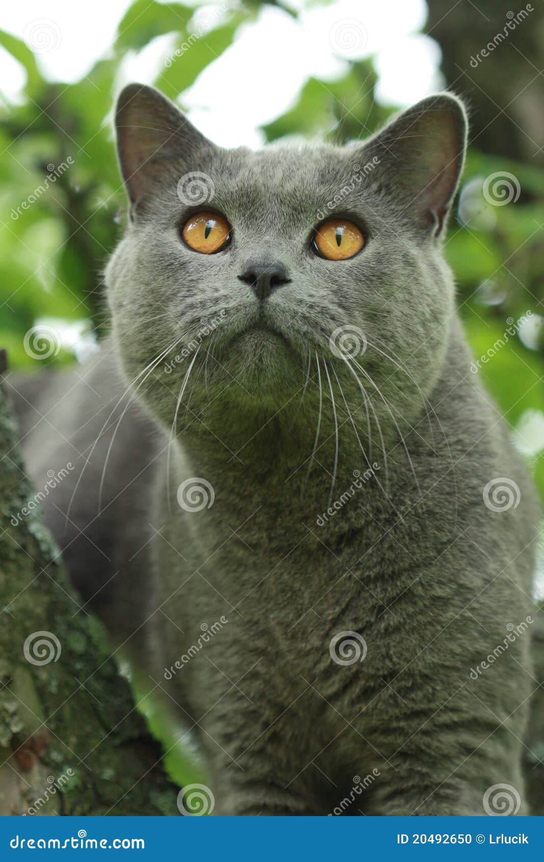 Cat on a tree stock photo. Image of british, outdoor - 20492650