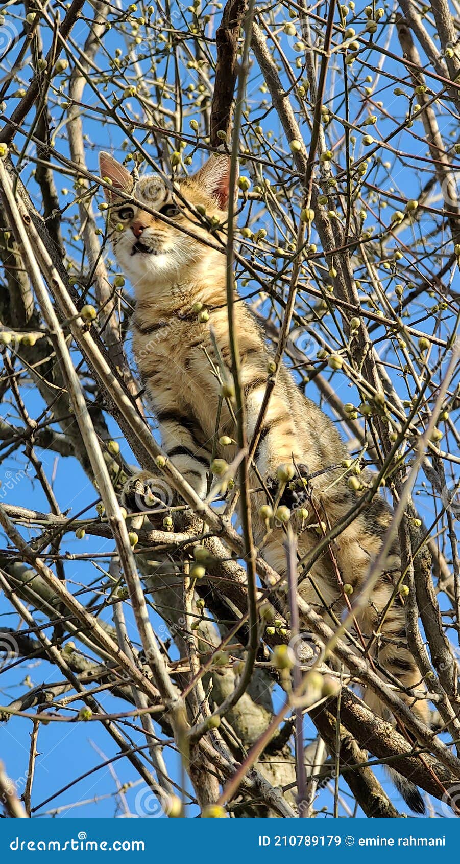 Cat on tree stock image. Image of nature, winter, spring - 210789179