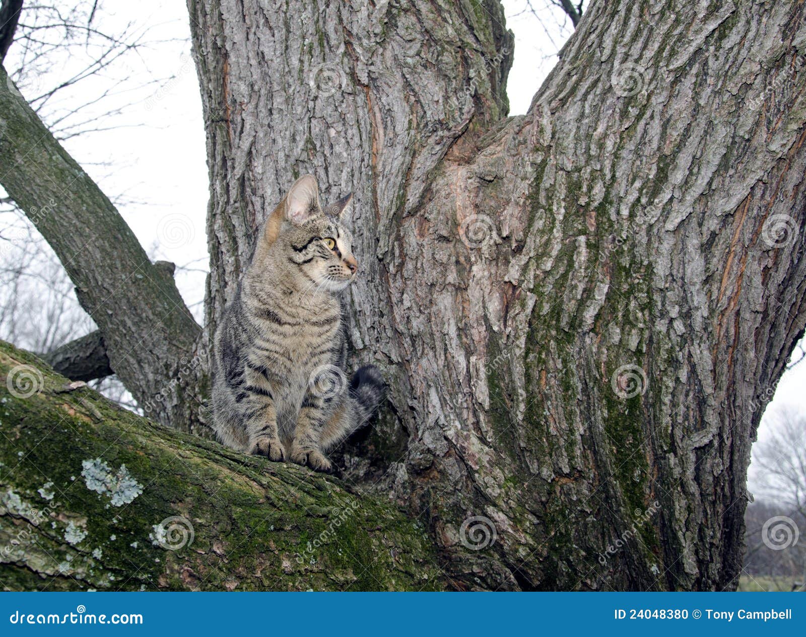 Cat in a tree stock photo. Image of mammal, animal, outdoors - 24048380