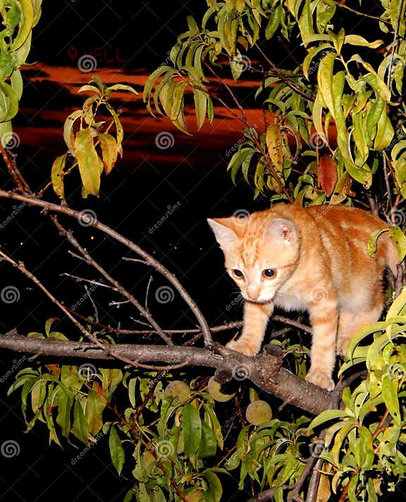 Cat in the tree stock photo. Image of tree, branch, autumn - 255099228