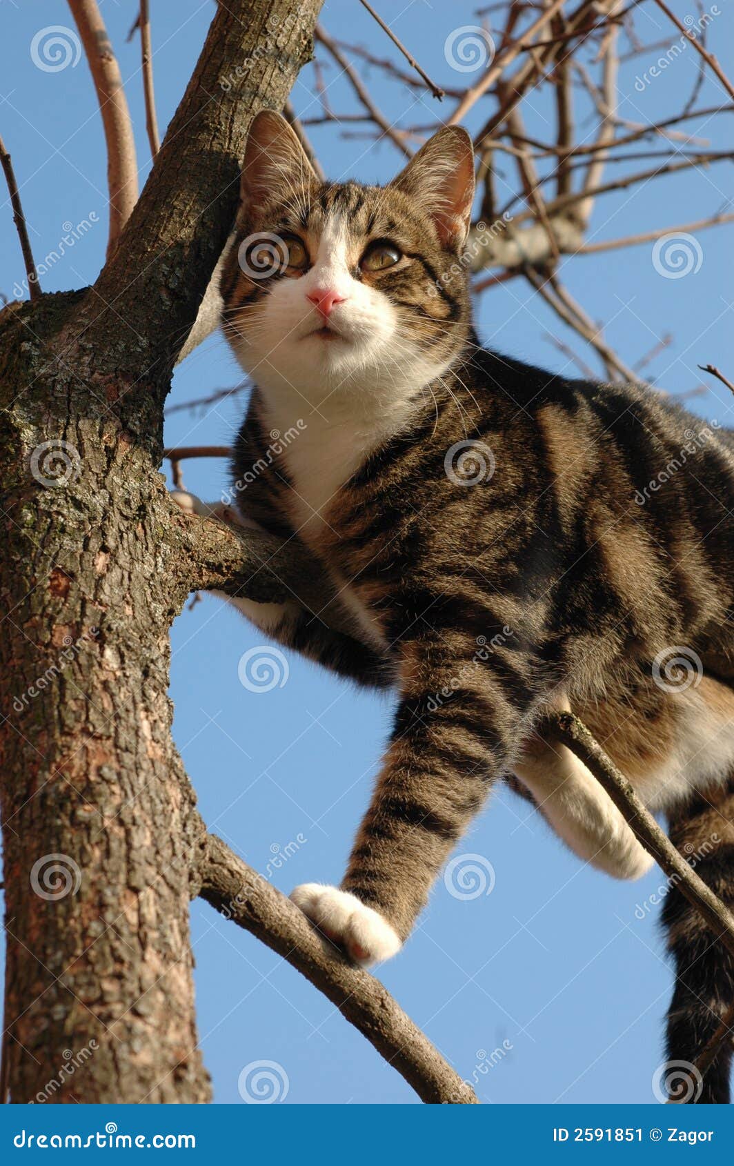 Cat on a tree stock image. Image of mammal, blue, garden - 2591851