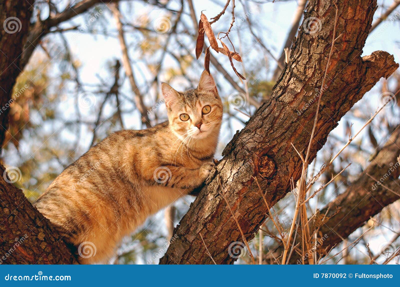Cat in a Tree stock photo. Image of portrait, closup, claws - 7870092