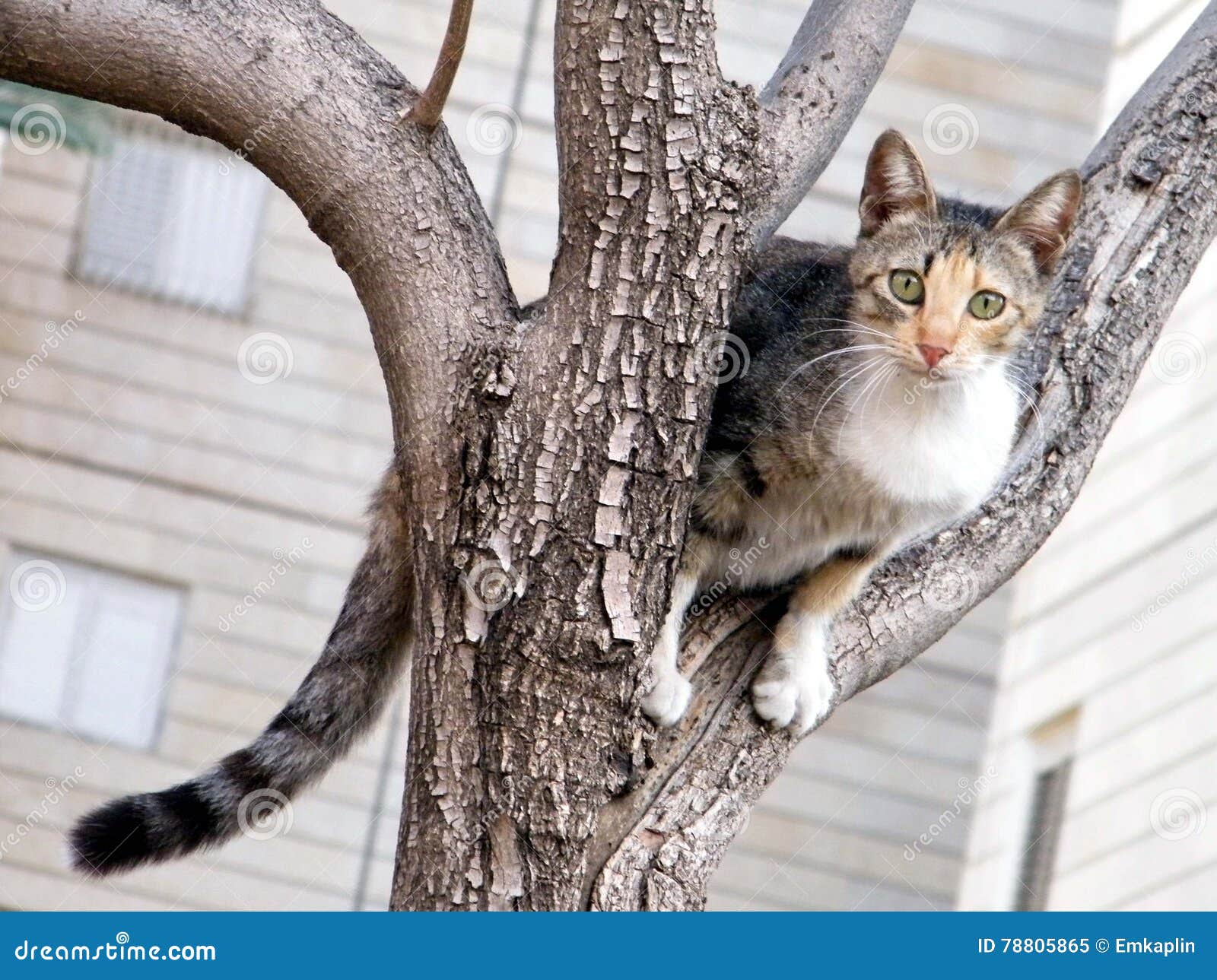 Cat on a tree stock image. Image of domestic, funny, cuddly - 78805865