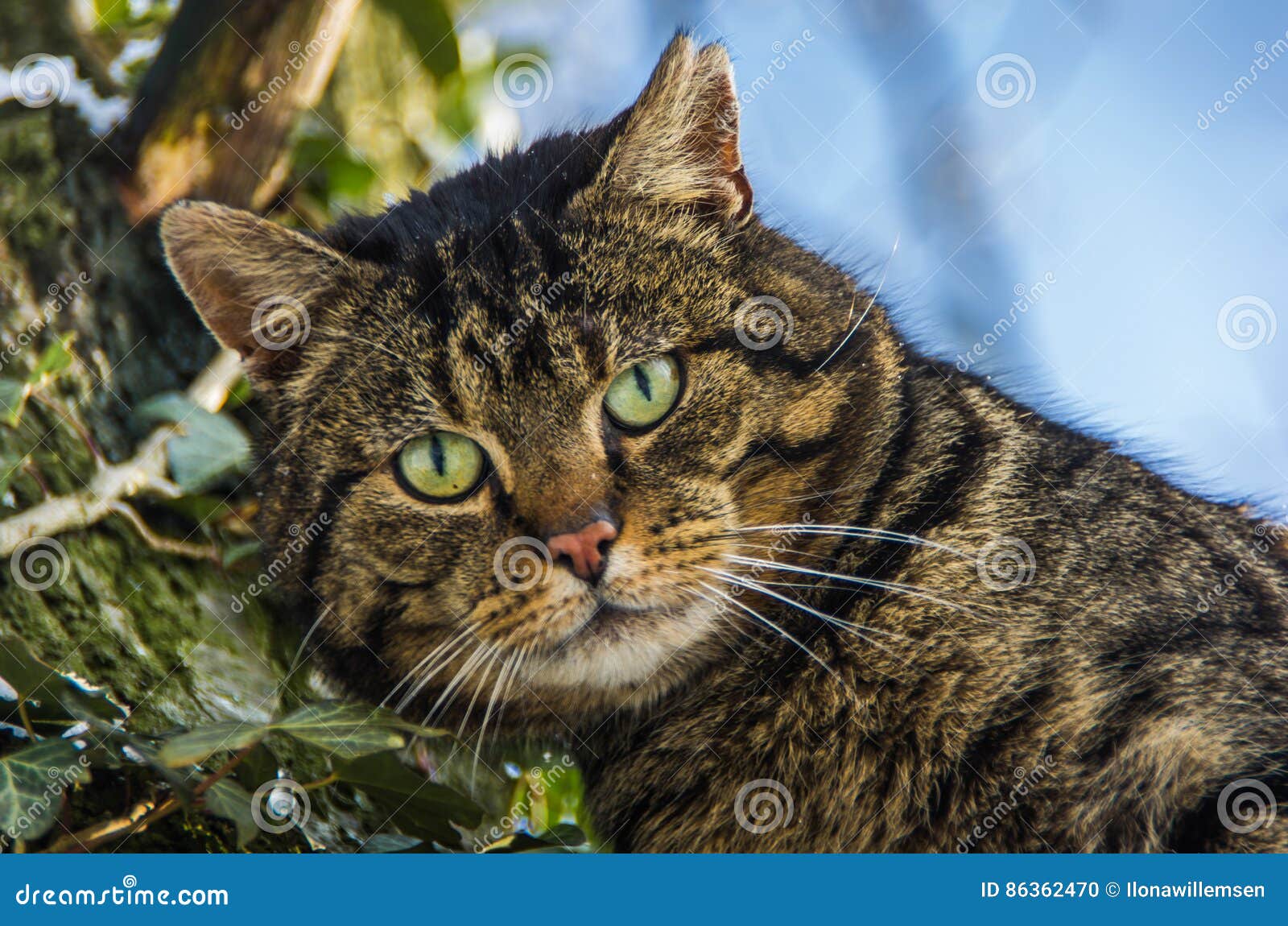 Cat in a tree stock photo. Image of curious, hissing - 86362470