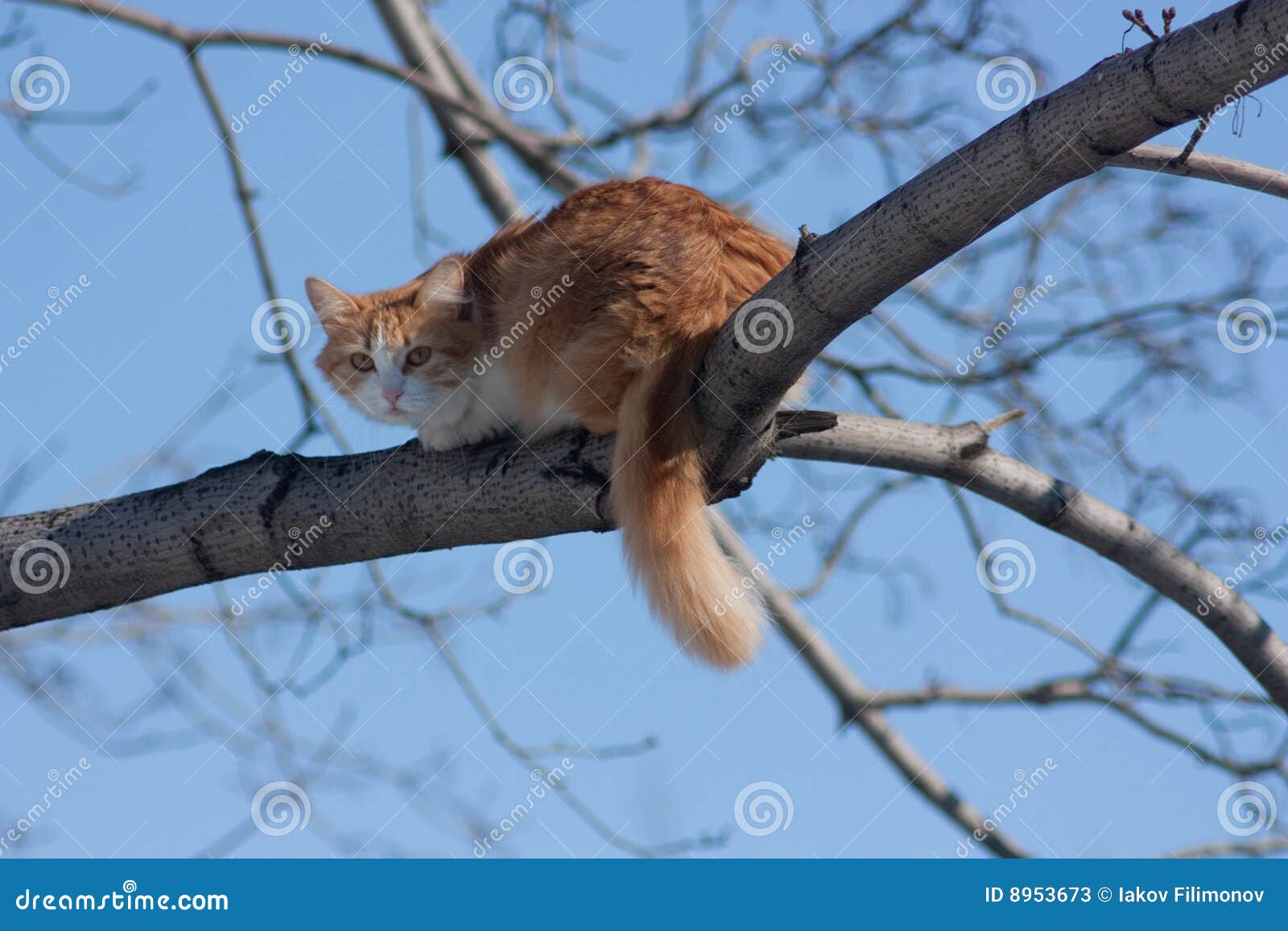 Cat on a tree stock image. Image of yellow, little, green - 8953673