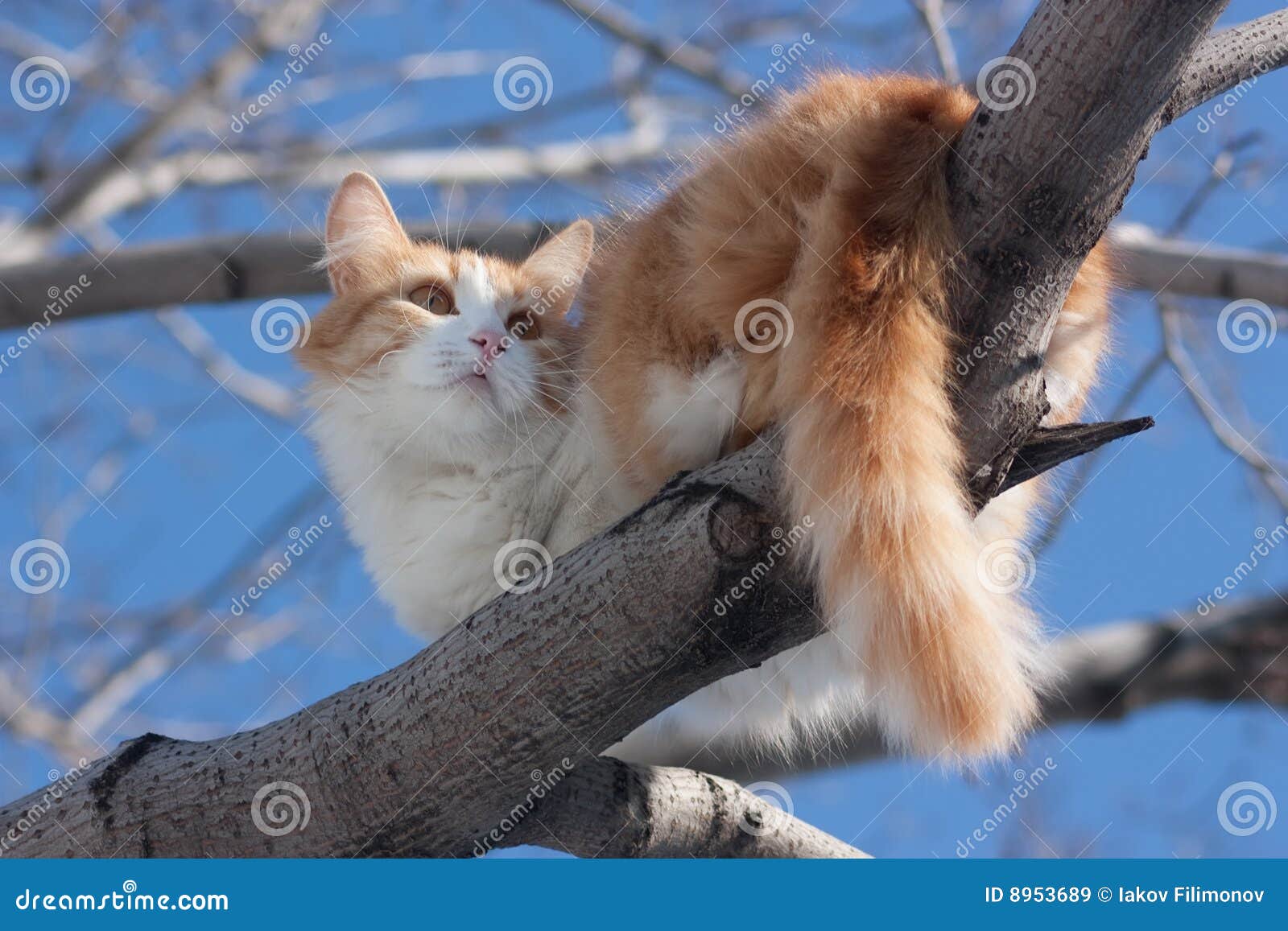Cat on tree stock image. Image of whisker, mammal, nature - 8953689