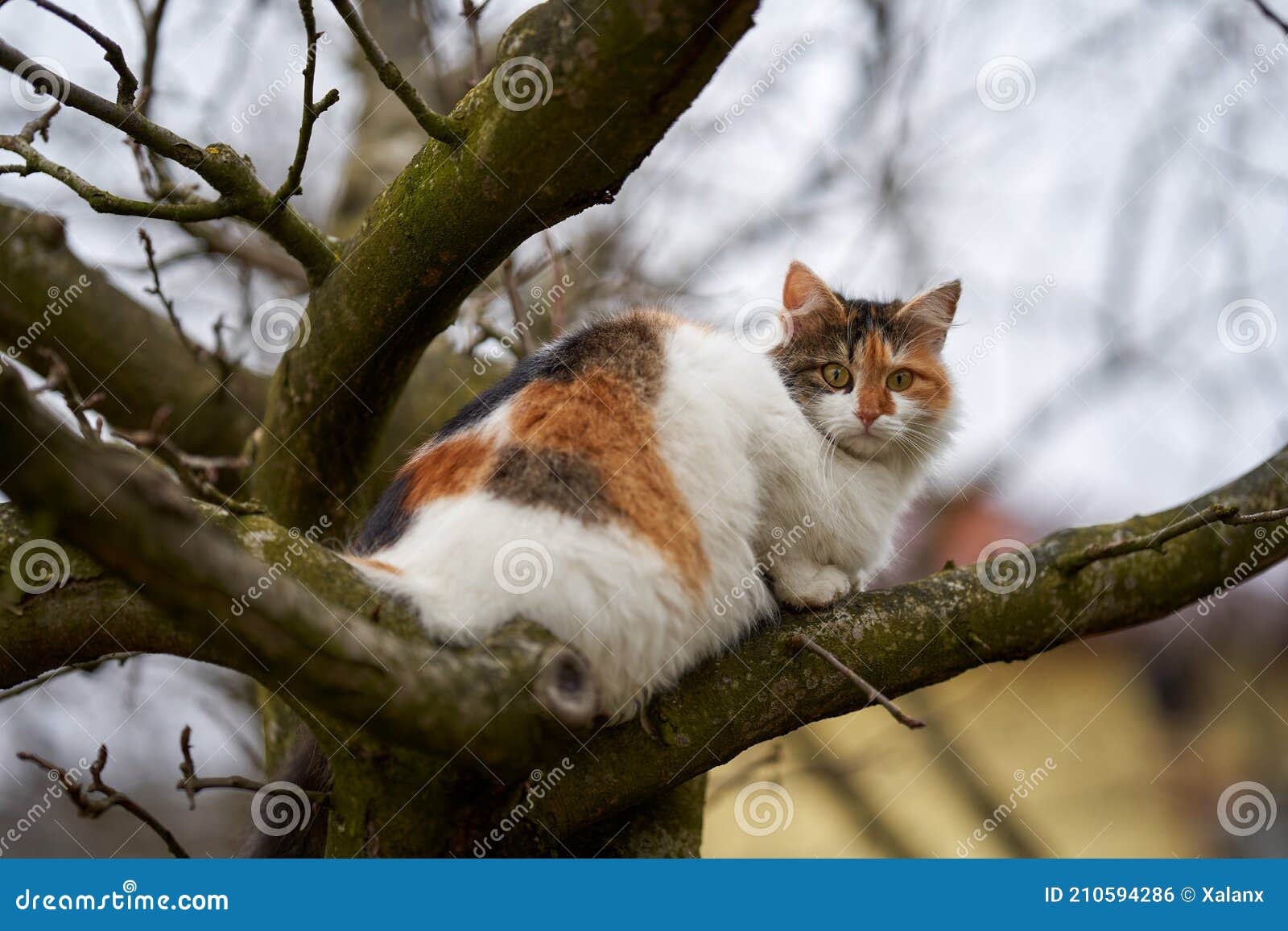 Cat in a tree stock photo. Image of hair, animal, forest - 210594286