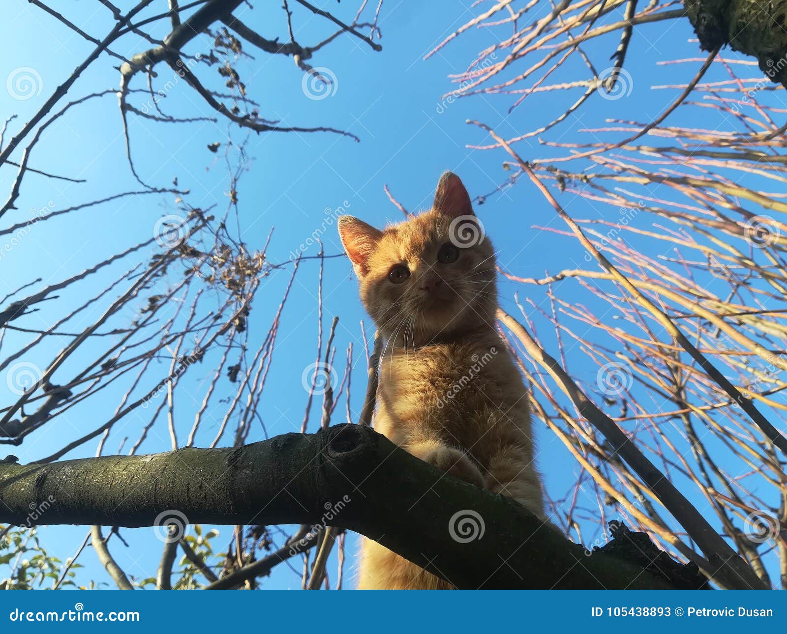 Cat on a tree stock image. Image of branch, animal, tree - 105438893