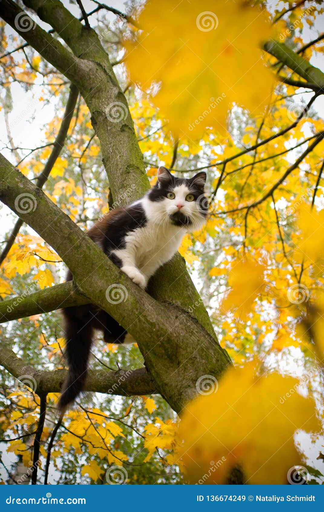 Cat on a tree. autumn stock image. Image of ears, baby - 136674249