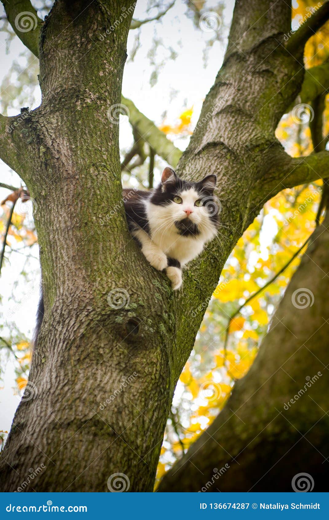 Cat on a tree. autumn stock image. Image of grass, tree - 136674287