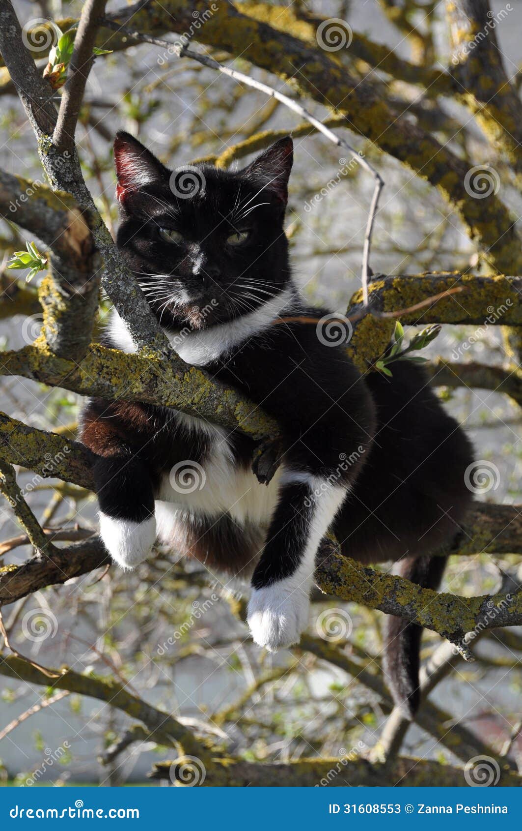 Cat on the tree stock image. Image of smooth, ears, bird - 31608553