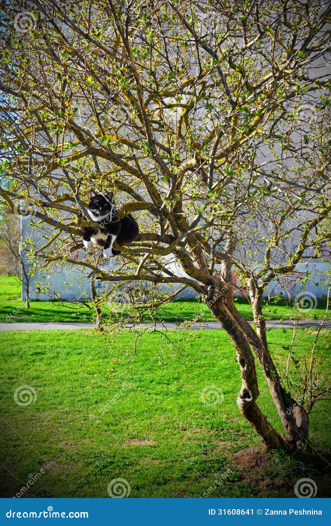 Cat on the tree stock image. Image of smooth, ears, tree - 31608641