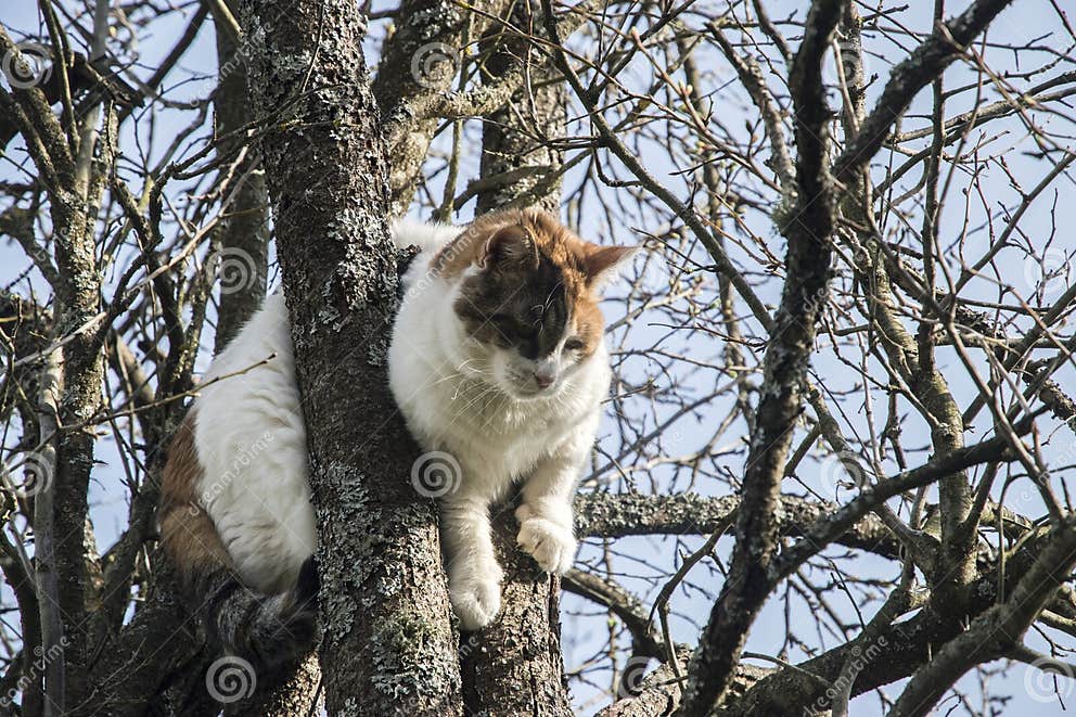 Cat among tree branches stock image. Image of wildlife - 275640139