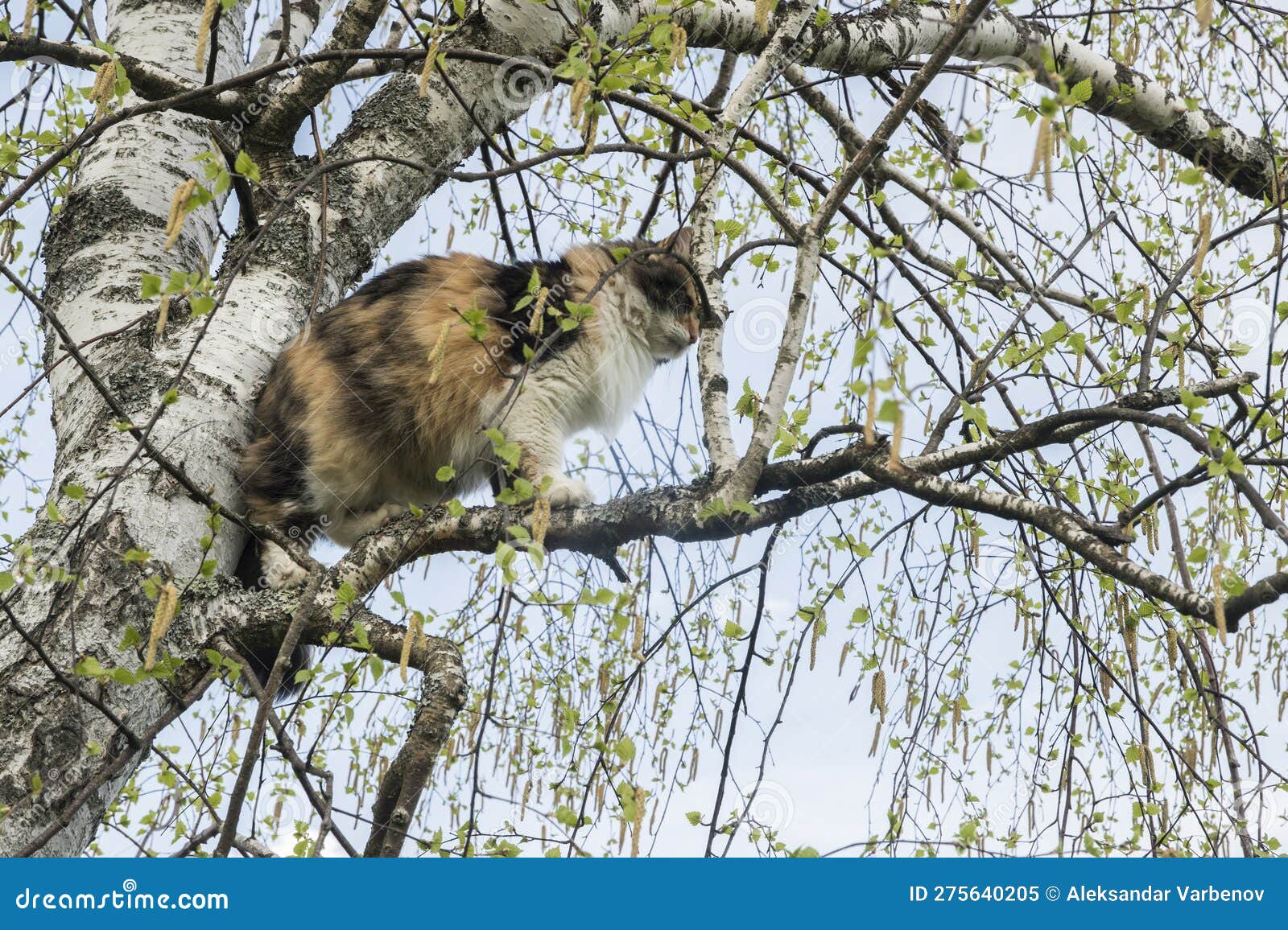 Cat among tree branches stock image. Image of face, wildlife - 275640205
