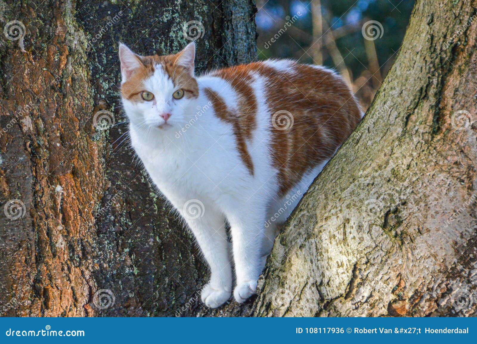 Cat in a Tree stock photo. Image of beautiful, looking - 108117936