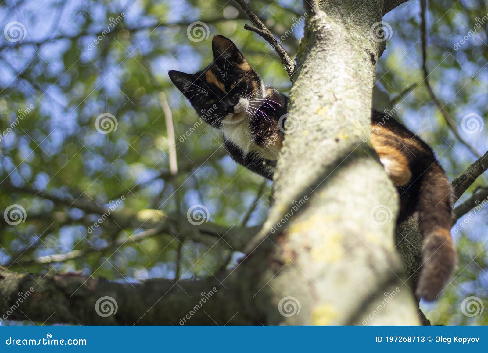Cat on the Tree. the Cat Climbed a Tree. the Animal Disappeared. Cat ...