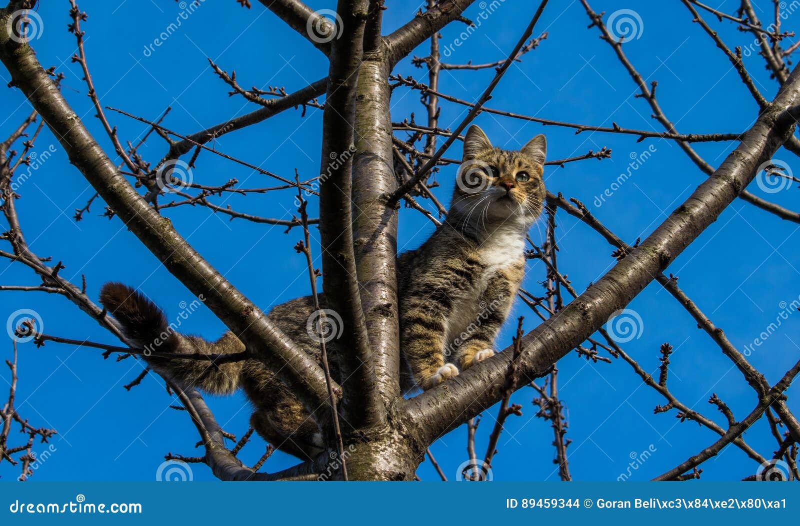 Cat on a tree stock photo. Image of weather, paws, feline - 89459344
