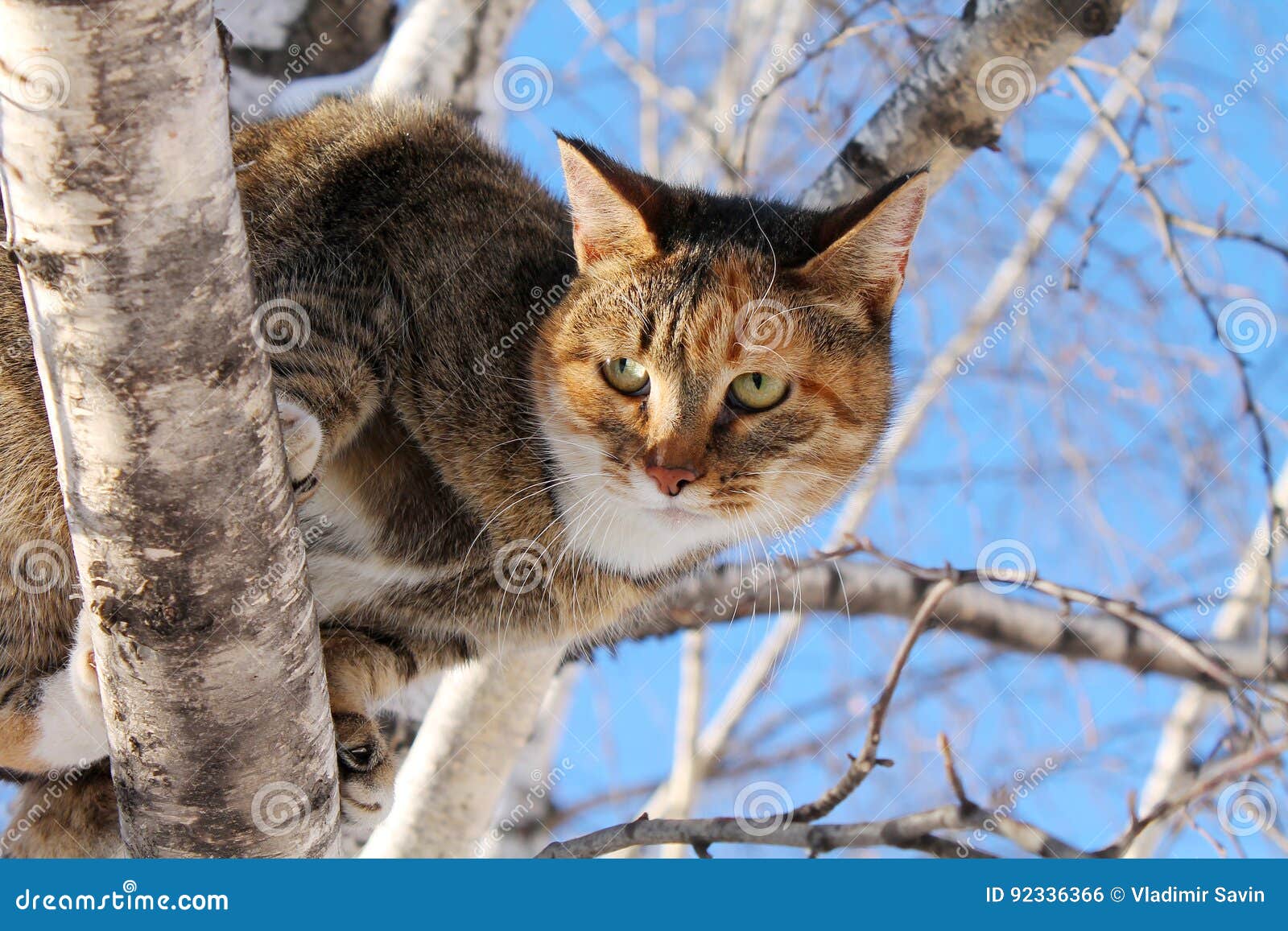 Cat on the tree stock photo. Image of brown, eyes, tree - 92336366
