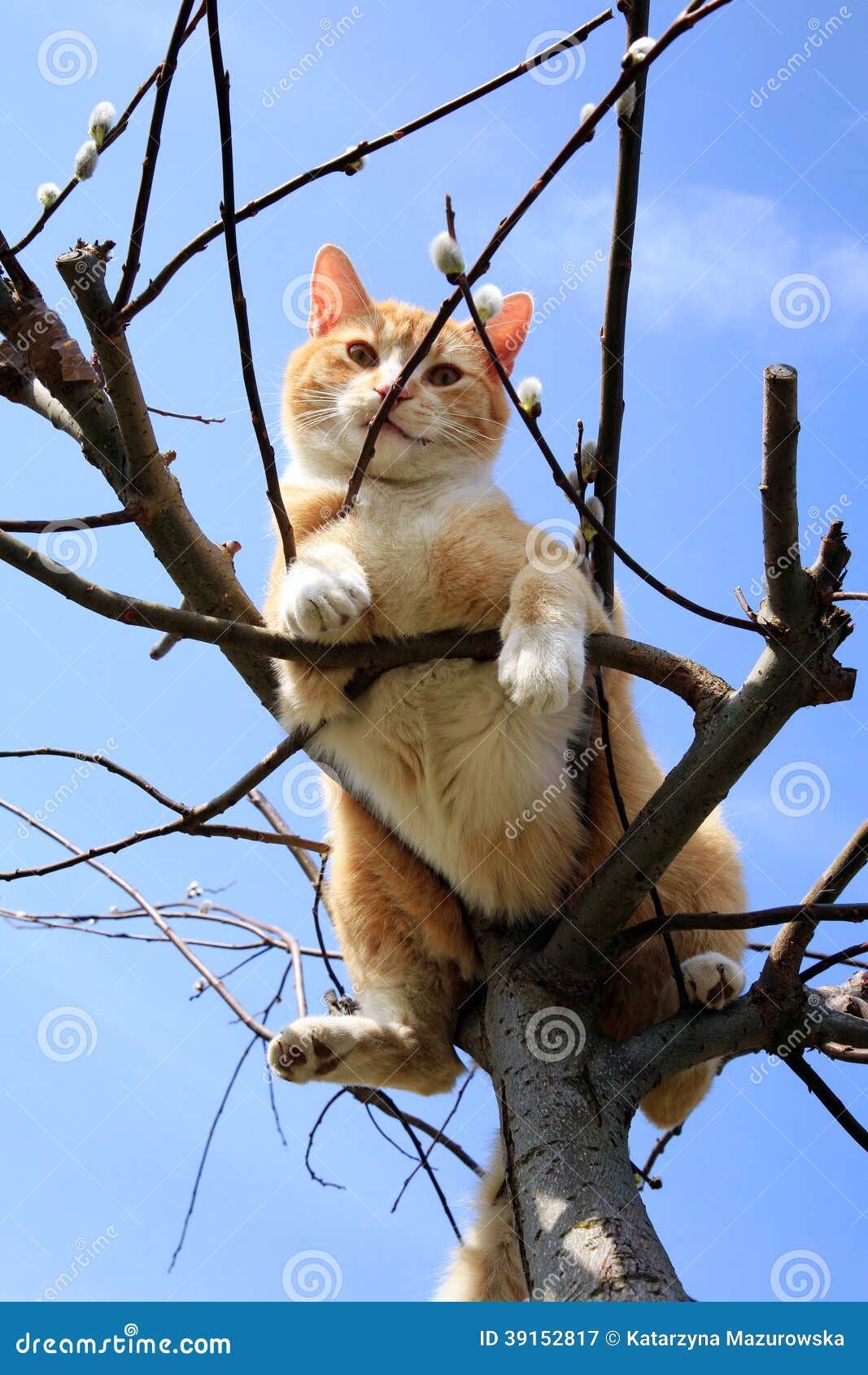 Cat on the tree stock image. Image of seasonal, domestic - 39152817