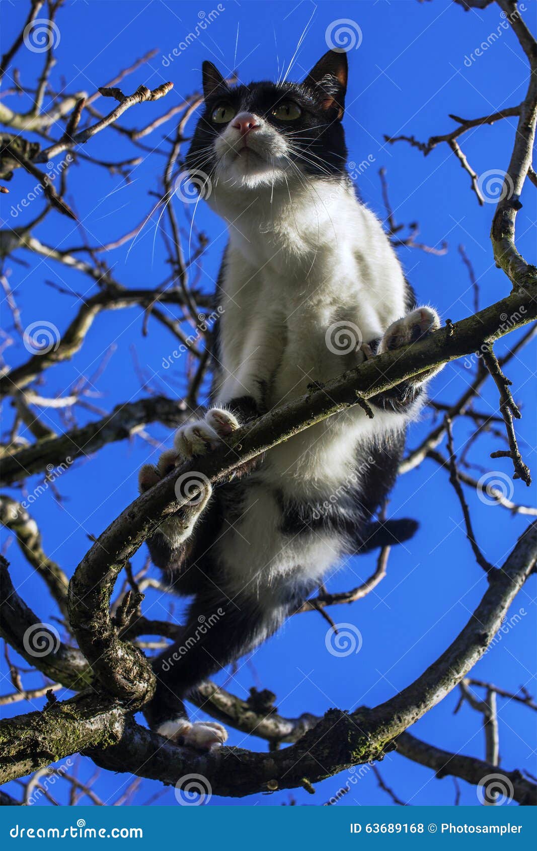 Cat on a tree stock photo. Image of mammal, long, posing - 63689168