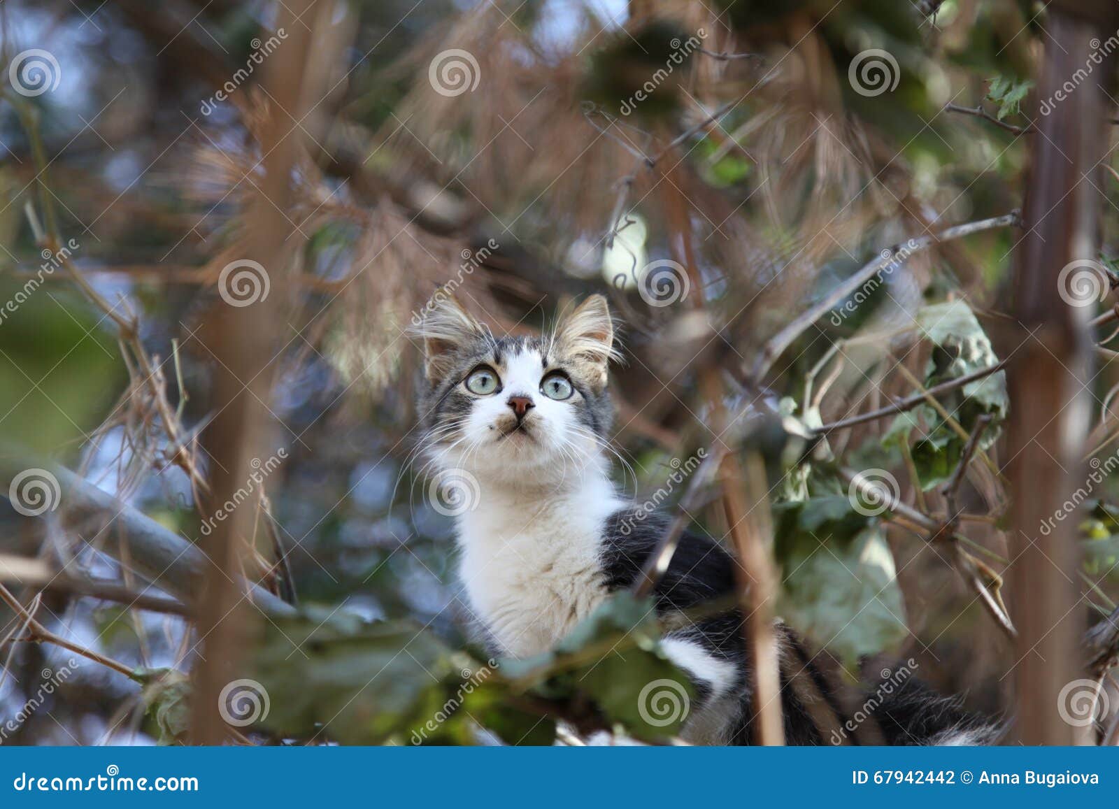 The cat on the tree stock photo. Image of tree, kitten - 67942442