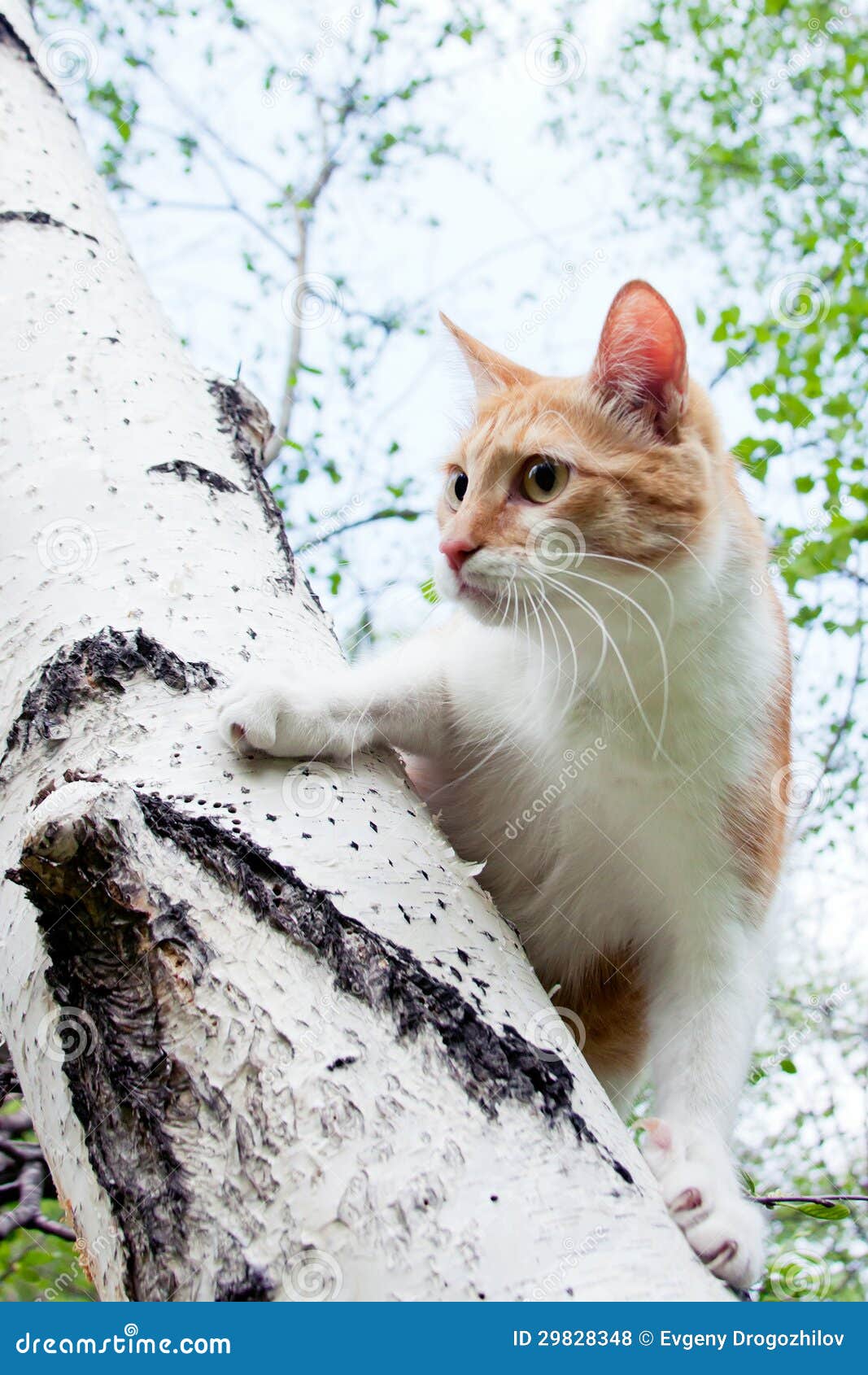 Cat on the tree stock photo. Image of colors, looking - 29828348