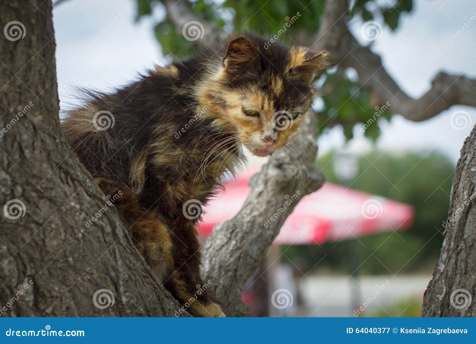 Cat on a tree stock image. Image of relationship, background - 64040377